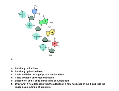Solved A Label Any Purine Base B Label Any Pyrimidine Base