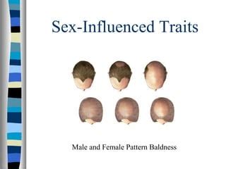 Sex Influenced Traits PPT