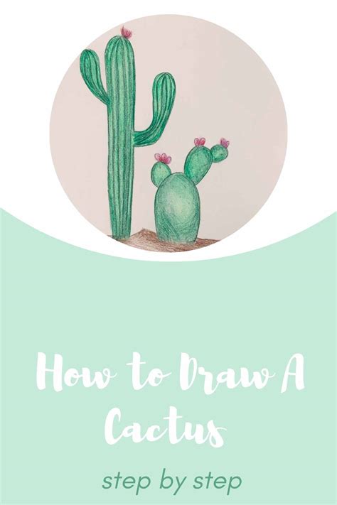 How To Draw A Cactus Both Small Tall Basicdraw Com