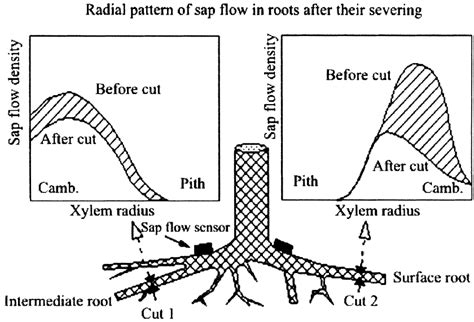 Tree Root System Diagram