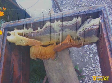 თაფლი Tapli Ge თაფლი თაფლის არაყი ცვილი სხვა თაფლი