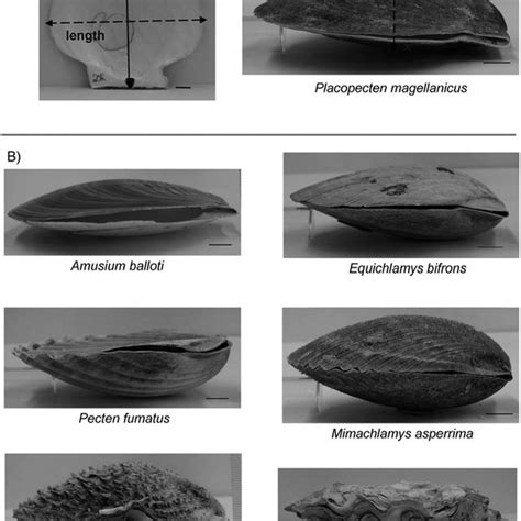 Shell Dimensions And Side View Of Experimental Species A Shell Download Scientific Diagram