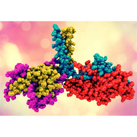 Did You Know C Peptide Is A Better Measure Of Insulin Production
