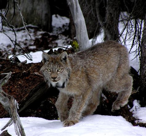 Aspen Provides Habitat For Lynx As State Monitors ‘its Existence In The