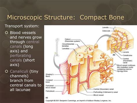 Ppt Exploring Bone Functions And Structures A Comprehensive Overview