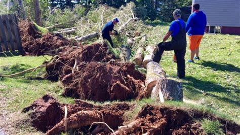 What To Do With Fallen Trees And Branches On Your Property CBC News