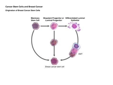 Oncology Primer Stem Cells