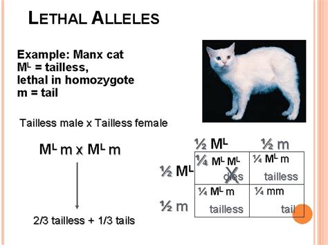 1 Lethal Alleles 2 Multiple Alleles 3 Penetrance
