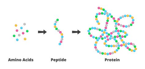 Peptide Bond Formation Animation