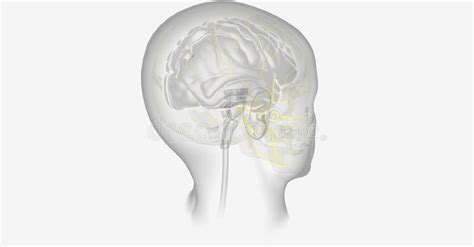 Migraine Aura Reduced Oxygen Effects In Cortex Stock Illustration Illustration Of Dissecting
