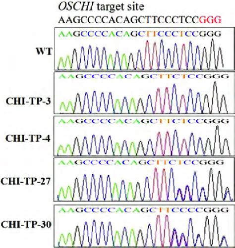 Sequencing Chromatogram Of Pcr Products From Wild Type Taipei309 And