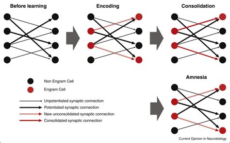 Engram Cell Connectivity Schematic Illustrating The Dynamics Of Download Scientific Diagram