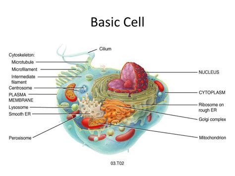 Ppt Cells Powerpoint Presentation Free Download Id1864126
