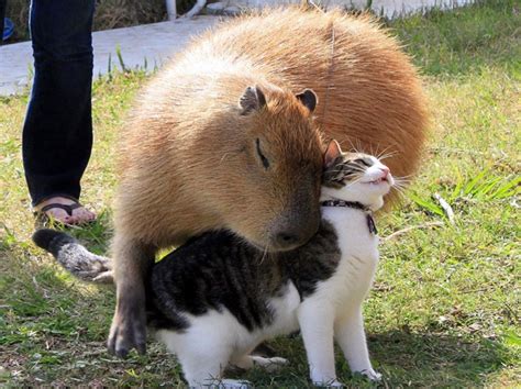 Why Does Everyone Love Capybaras Even Crocodiles 5 Photos Nevsedoma