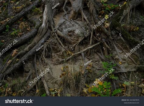 Root System Tree Tree Structure Stock Photo 2223607875 Shutterstock