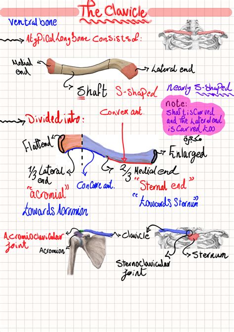 The Clavicle Anatomy Studocu