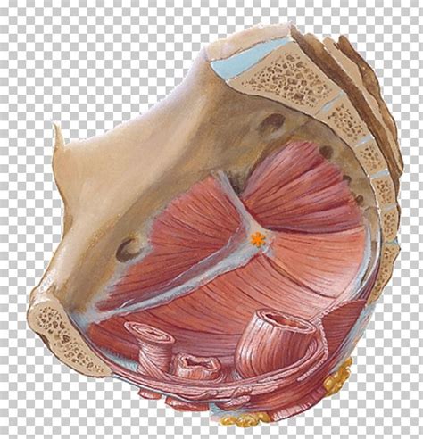 Pelvis Netter