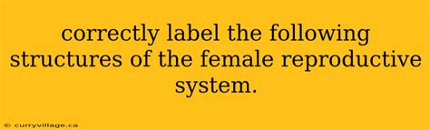 Correctly Label The Following Structures Of The Female Reproductive System