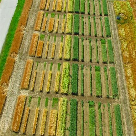 Uav Image Of The Field Trial Different Plot Designs Including One