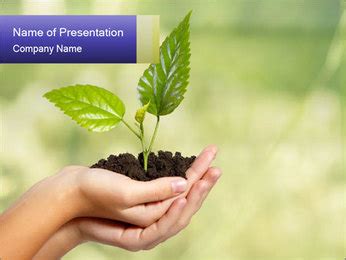 Fresh Green Tree Held By Woman On Summer Background PowerPoint Template Backgrounds Google