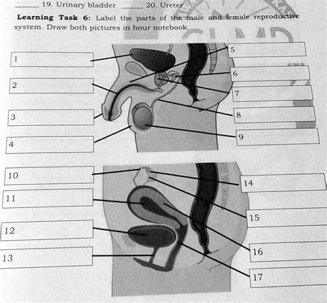 SOLVED Learning Task 6 Label The Parts Of The Male And Female Reproductive System 19 Urinary
