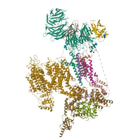 RCSB PDB EOI Structure Of A Human EMC Human Cav Channel Complex In GDN Detergent
