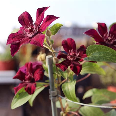 Клематис Стасик купить недорого в питомнике Михаила Закатова