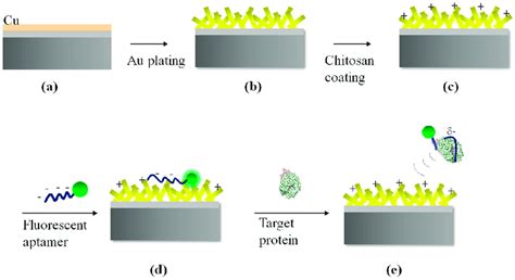 Schematic Of Aptamer Based Fluorescence Assay On Fabricated Au