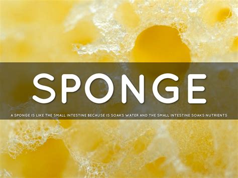 Digestive System By Matt Bregel