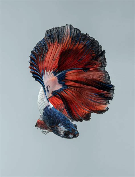 Siamese Fighting Fish Artofit