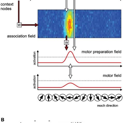 Model Architecture And Interactions In Neural Fields A The Model