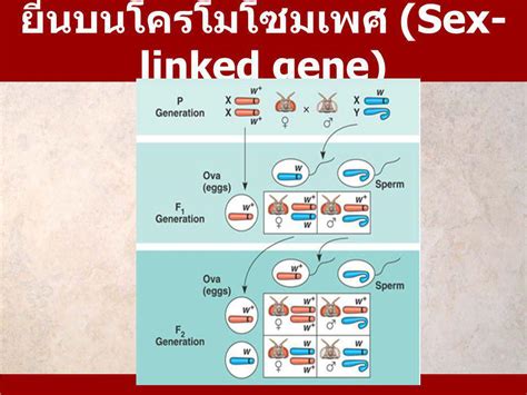 ลกษณะทางพนธกรรม นอกเหนอจากกฎของเมนเดล ppt ดาวนโหลด