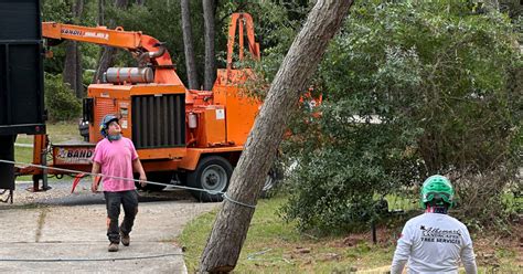 Cabling Bracing Outer Banks NC Albemarle Landscapes And Tree Service