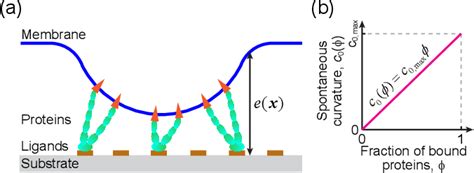 Figure 1 From Curvature Induced Clustering Of Cell Adhesion Proteins Semantic Scholar