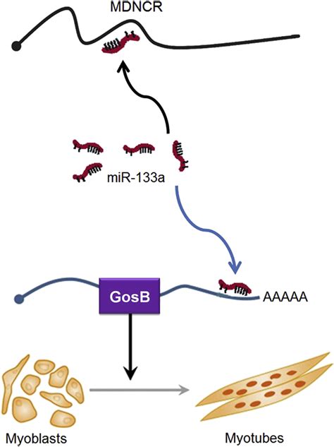 Long Non Coding Rna Profiling Reveals An Abundant Mdncr That Promotes Differentiation Of
