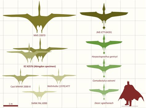 Pterosaurs Size The Horn Book Pterosaurs Flight In The Age Of