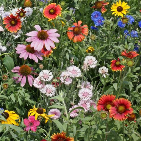 Northeast Wild Flower Seed Mix From Outsidepride