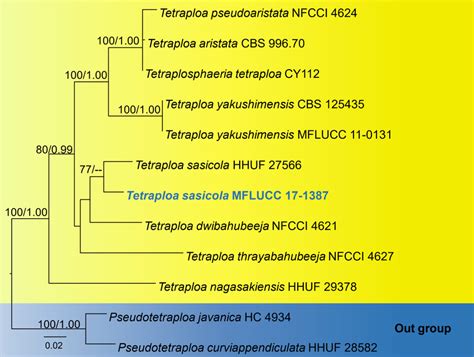 Phylogenetic Tree Generated From Maximum Likelihood Ml Based On Lsu Download Scientific