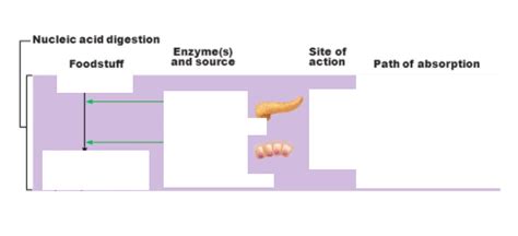 Nucleic Acids Digestion Diagram Diagram Quizlet