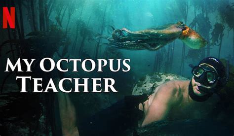 My Octopus Teacher The Emotional Nature Documentary We Need A