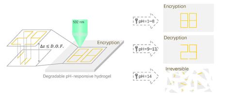 scheme 1 schematic illustration of degradable ph responsive hydrogel