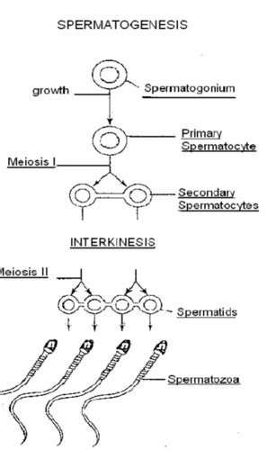 Lab Practical 3 Flashcards Quizlet