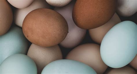 Why Are Eggs Different Colors Morning Ag Clips