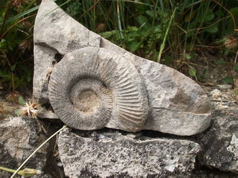 How To Identify Shell Fossils