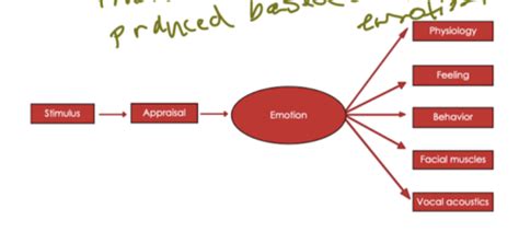 Pbsi 332 Fear Memory The Amygdala E2 Flashcards Quizlet
