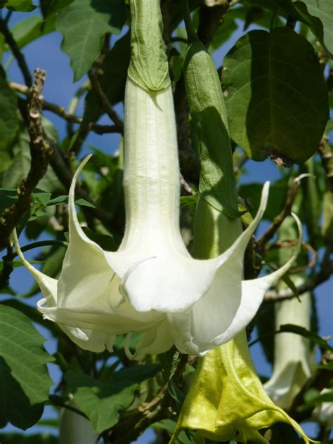 Trumpet Plant Food At Jackie Proctor Blog