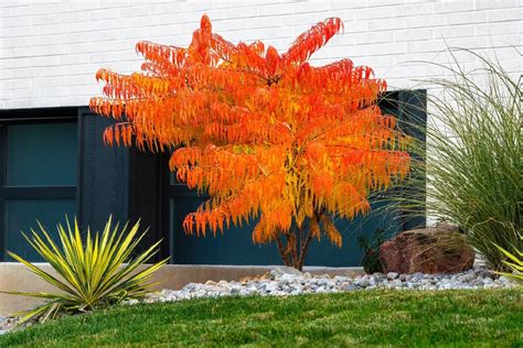 12 Fruit Trees With Red Leaves