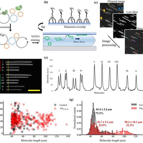 Extended Spectrum β Lactamase And Carbapenemase Genes In Samples With
