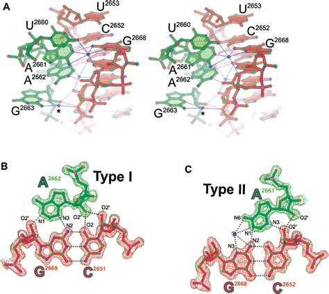 Common And Distinctive Features Of Gnra Tetraloops Based On A Guaa