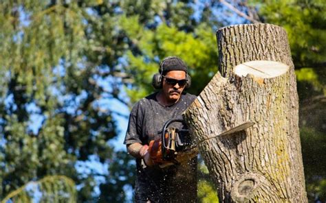 Tree Removal Costs Comprehensive Guide Pricing Curb Wise